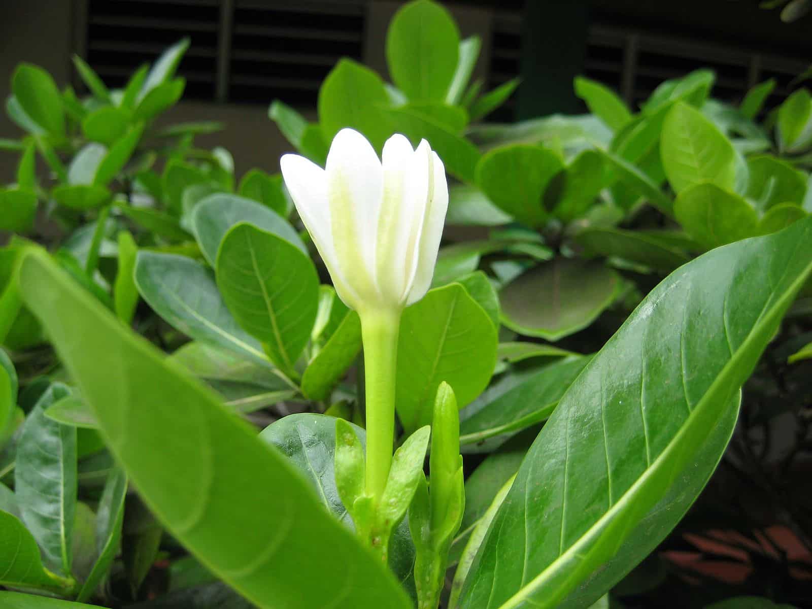 Discover the Monoï Road of Tahiti - Bounty Lodge Vacation Rental Hotel ...